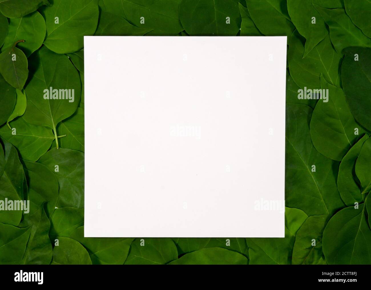 Green leaves background hi-res stock photography and images - Alamy