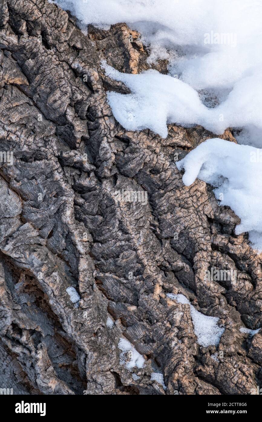 Cork tree bark texture with snow. Tree bark texture with snow. Natural ...