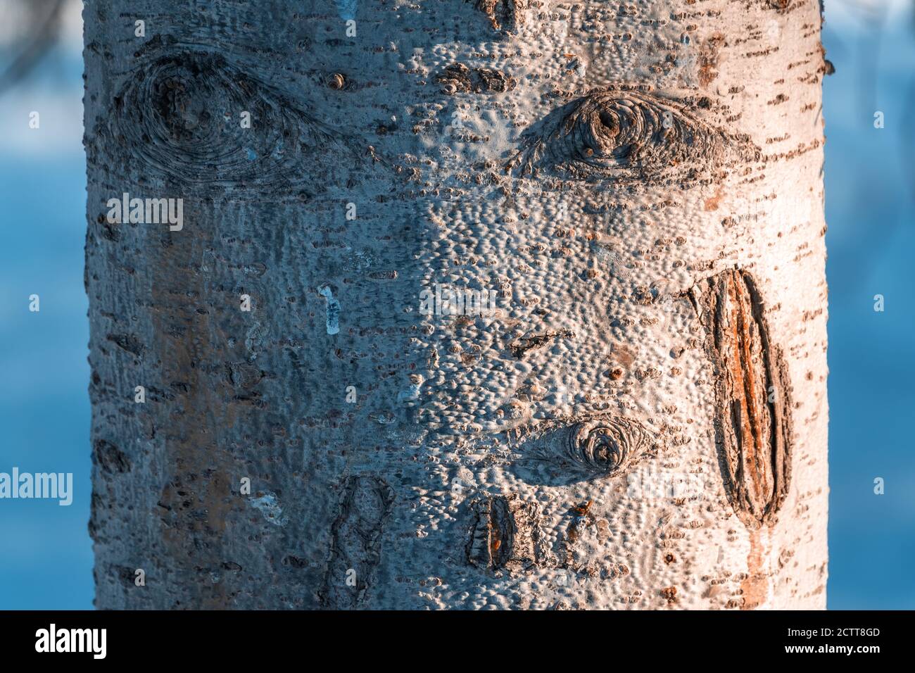 Aspen bark texture. Aspen tree bark detailed texture Stock Photo - Alamy