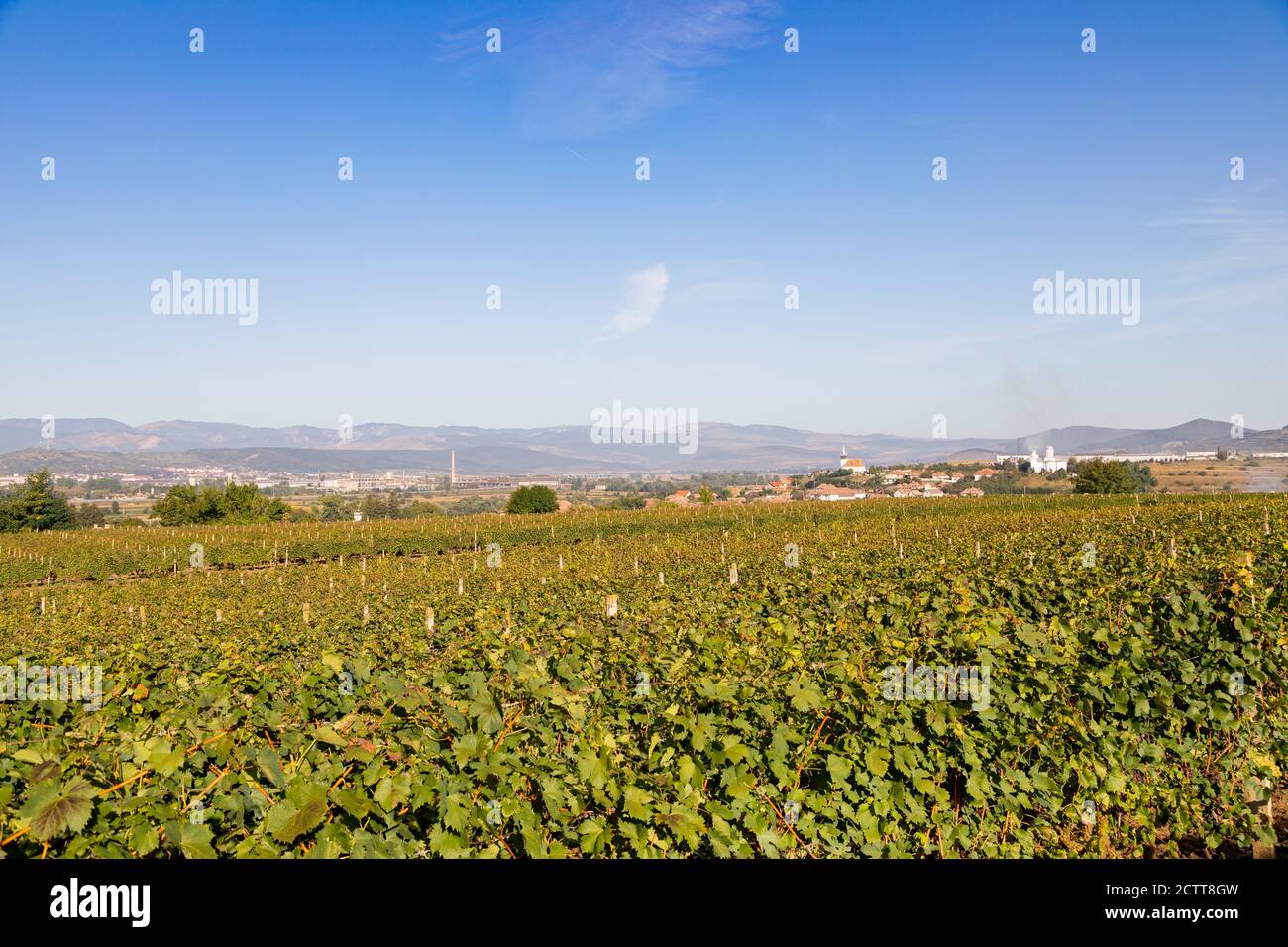 Beautiful picture of vineyards of Ciumbrud, Romania Stock Photo - Alamy