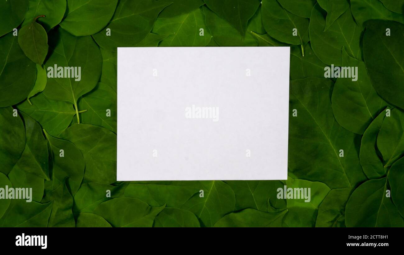 Green leaves background hi-res stock photography and images - Alamy