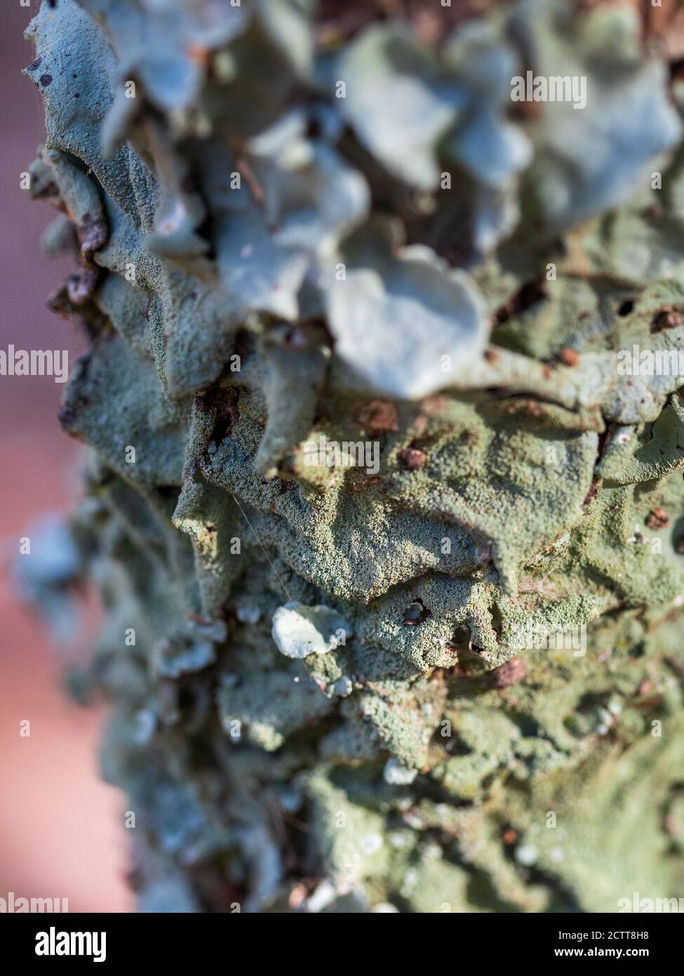 Closeup of pasty blue green Lichen on the bark on a tree branch Stock ...