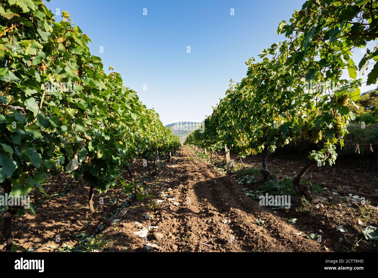 Beautiful picture of vineyards of Ciumbrud, Romania Stock Photo - Alamy