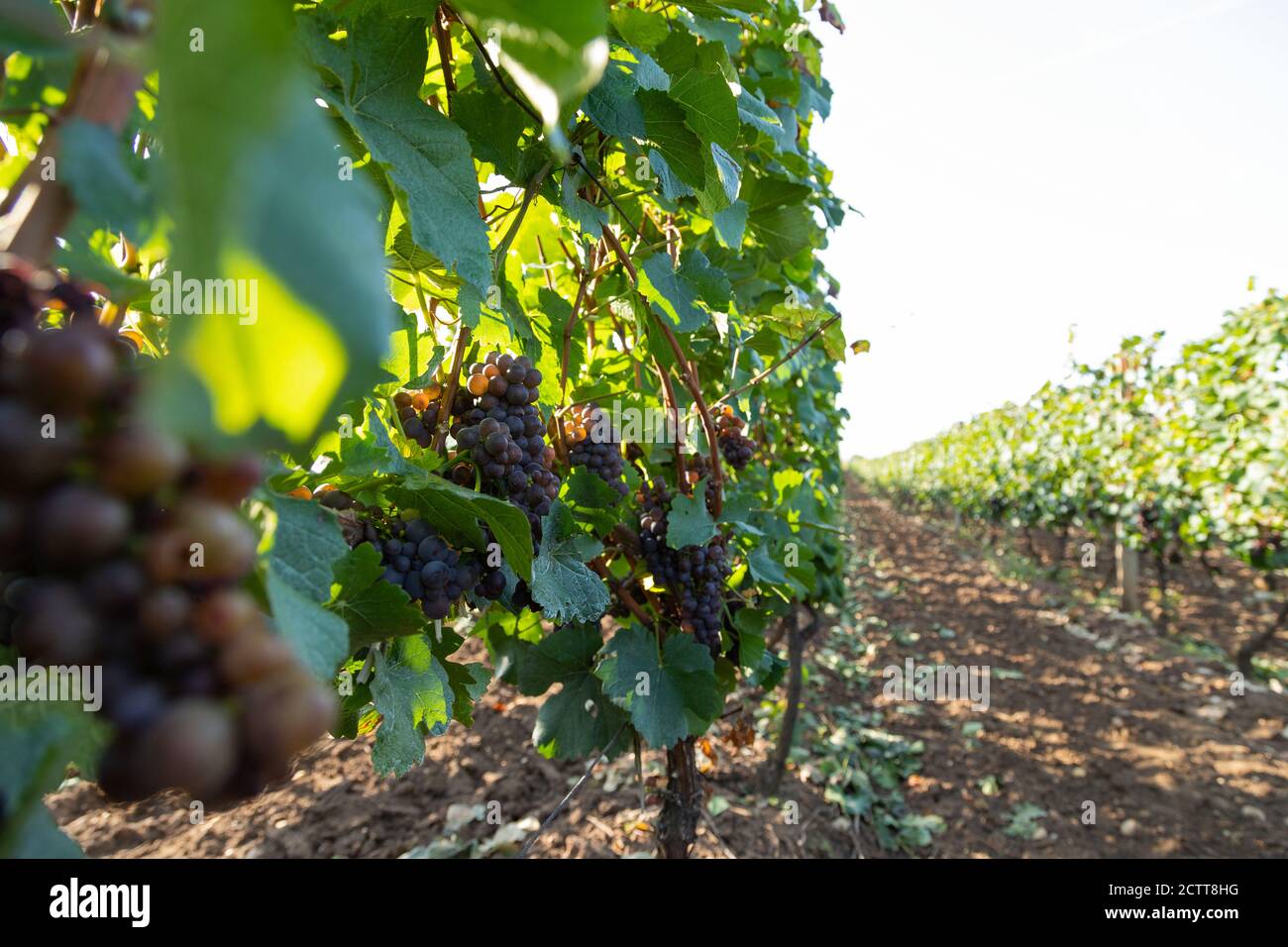 Beautiful picture of vineyards of Ciumbrud, Romania Stock Photo - Alamy