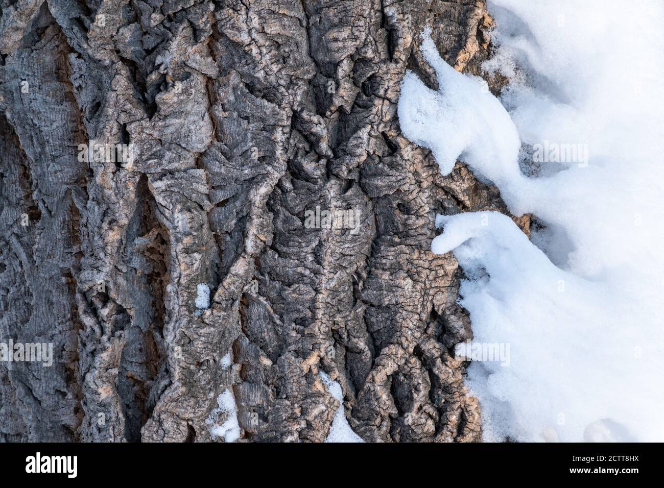 Cork tree bark texture with snow. Tree bark texture with snow. Natural ...