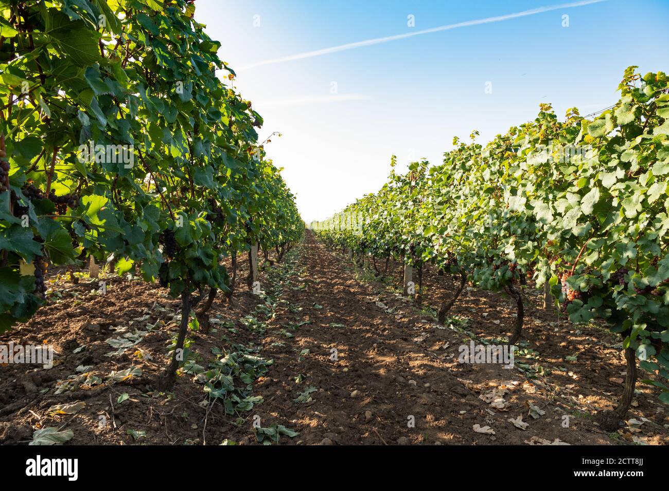 Beautiful picture of vineyards of Ciumbrud, Romania Stock Photo - Alamy