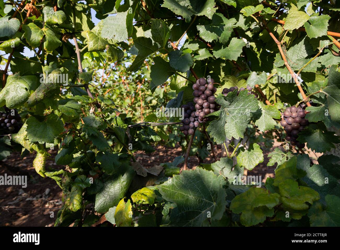 Beautiful picture of vineyards of Ciumbrud, Romania Stock Photo - Alamy