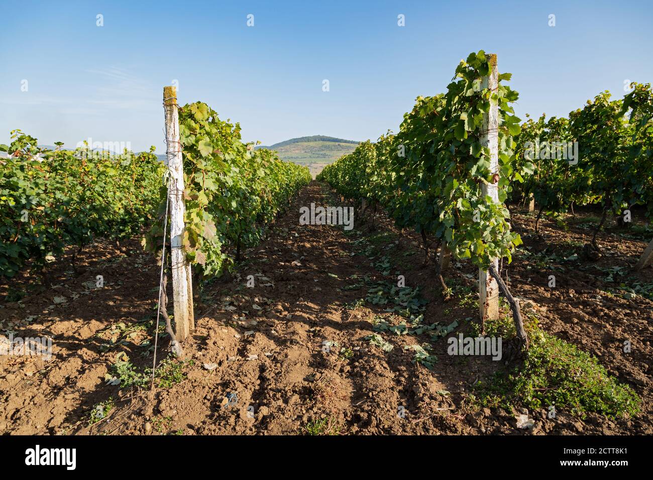 Beautiful picture of vineyards of Ciumbrud, Romania Stock Photo - Alamy