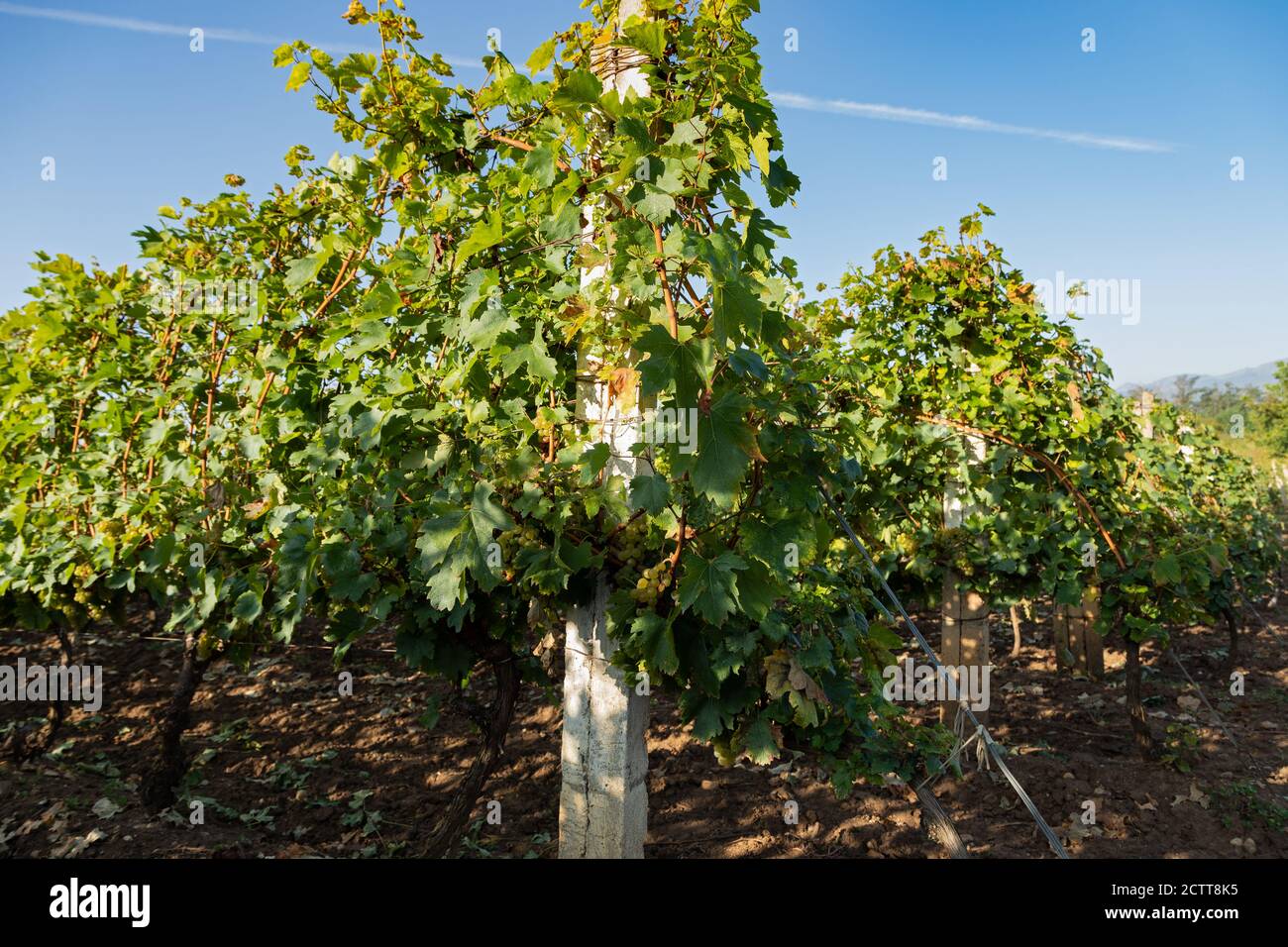Beautiful picture of vineyards of Ciumbrud, Romania Stock Photo - Alamy