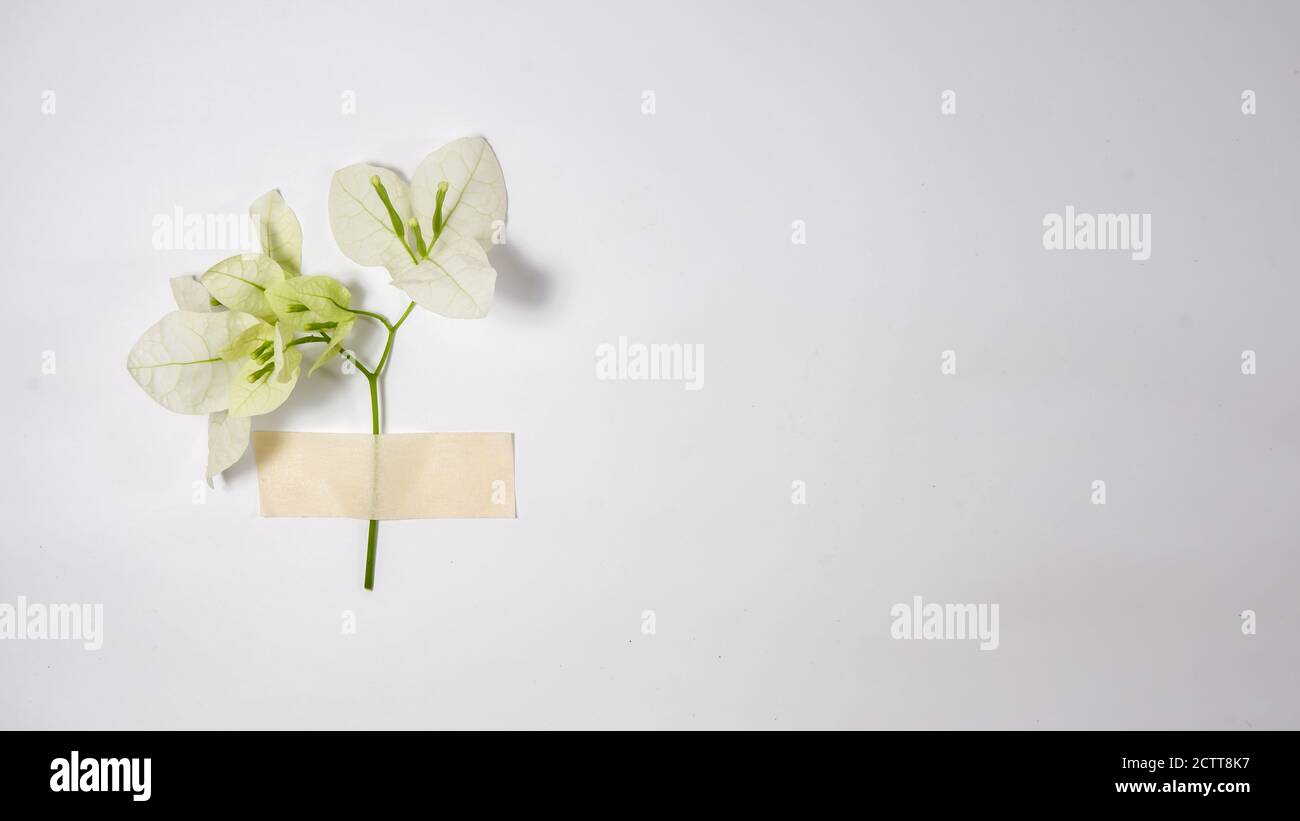 Taped flowers and stems on white background Stock Photo - Alamy