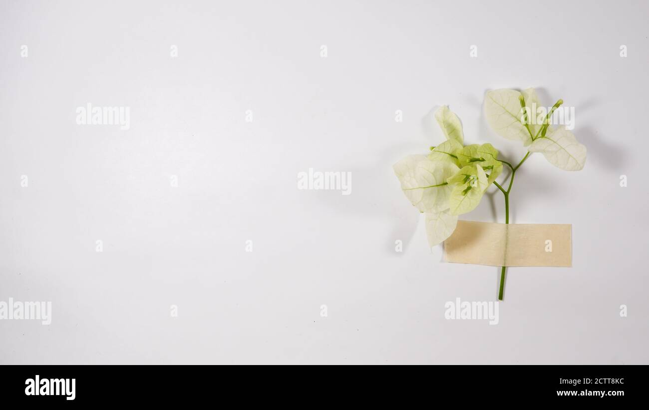 Taped flowers and stems on white background Stock Photo - Alamy