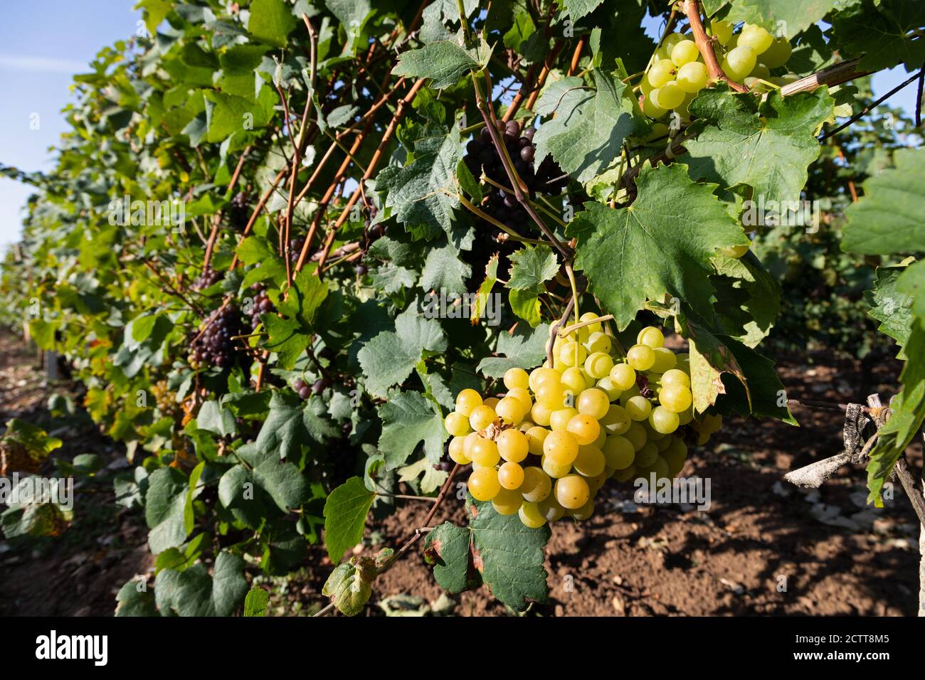Beautiful picture of vineyards of Ciumbrud, Romania Stock Photo - Alamy