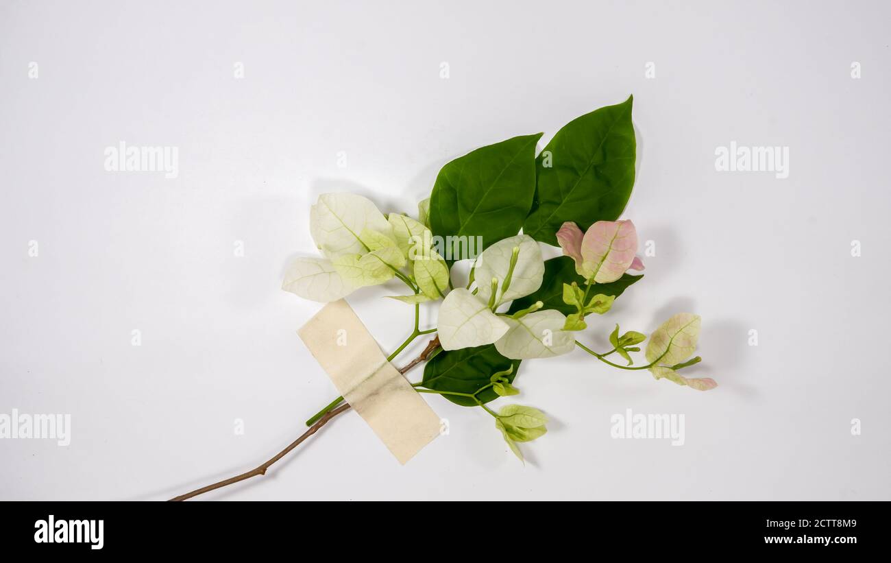 Taped flowers and stems on white background Stock Photo - Alamy