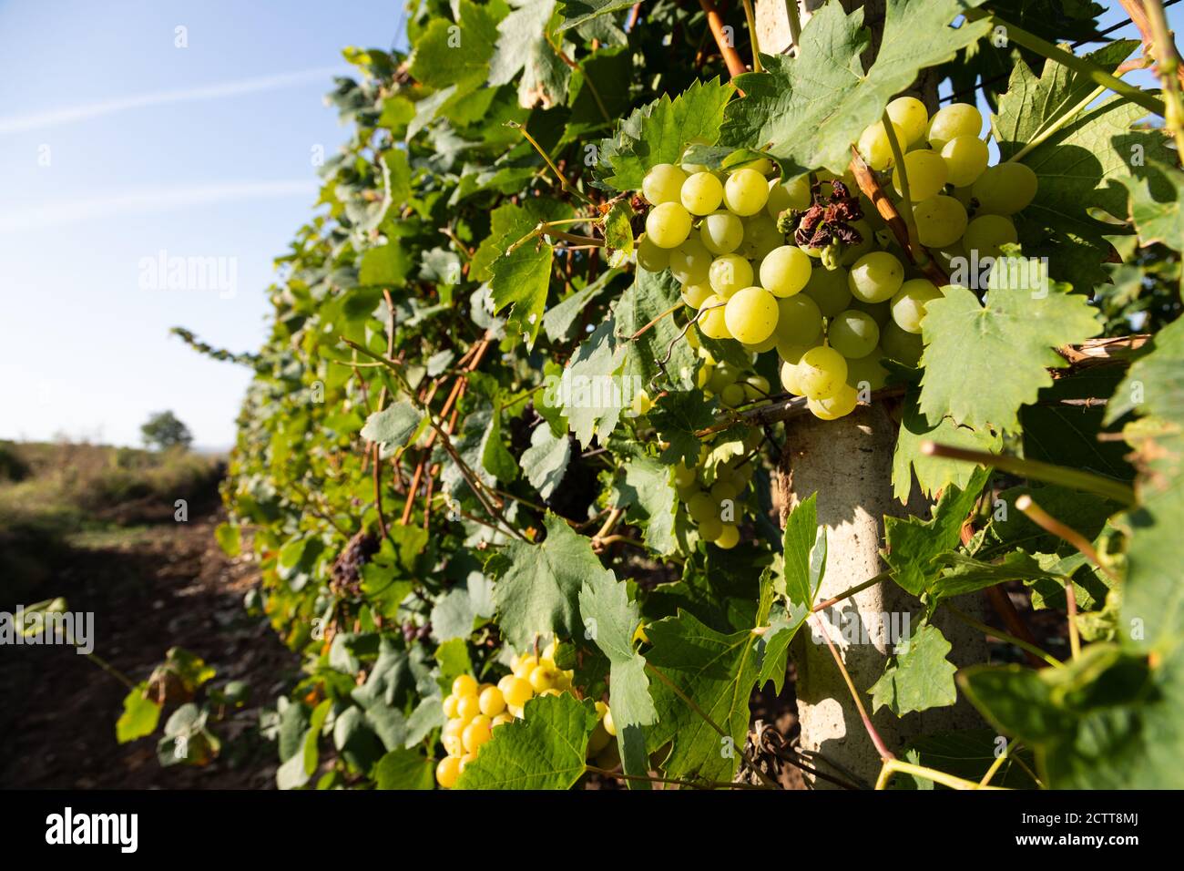 Beautiful picture of vineyards of Ciumbrud, Romania Stock Photo - Alamy