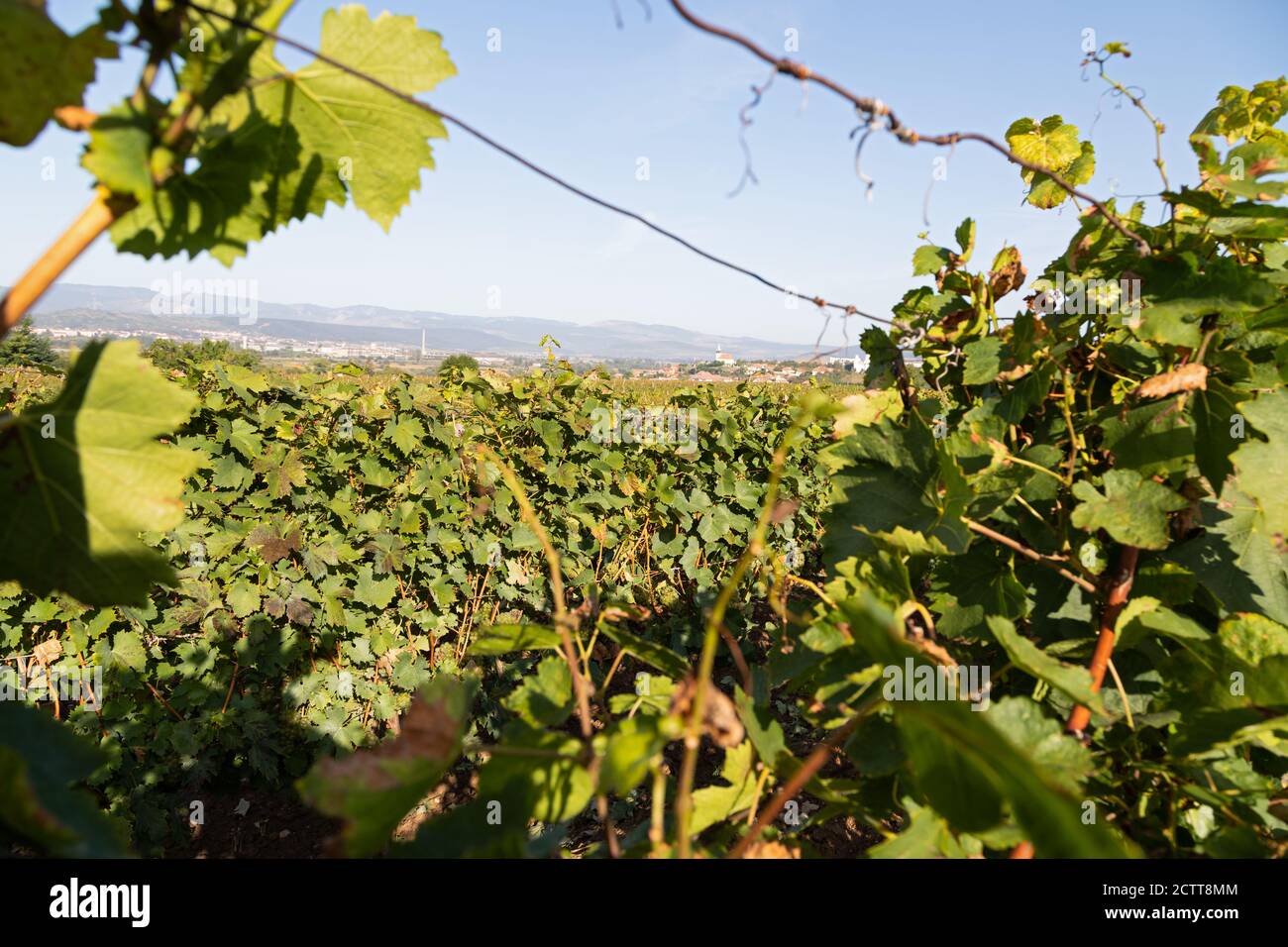 Beautiful picture of vineyards of Ciumbrud, Romania Stock Photo - Alamy