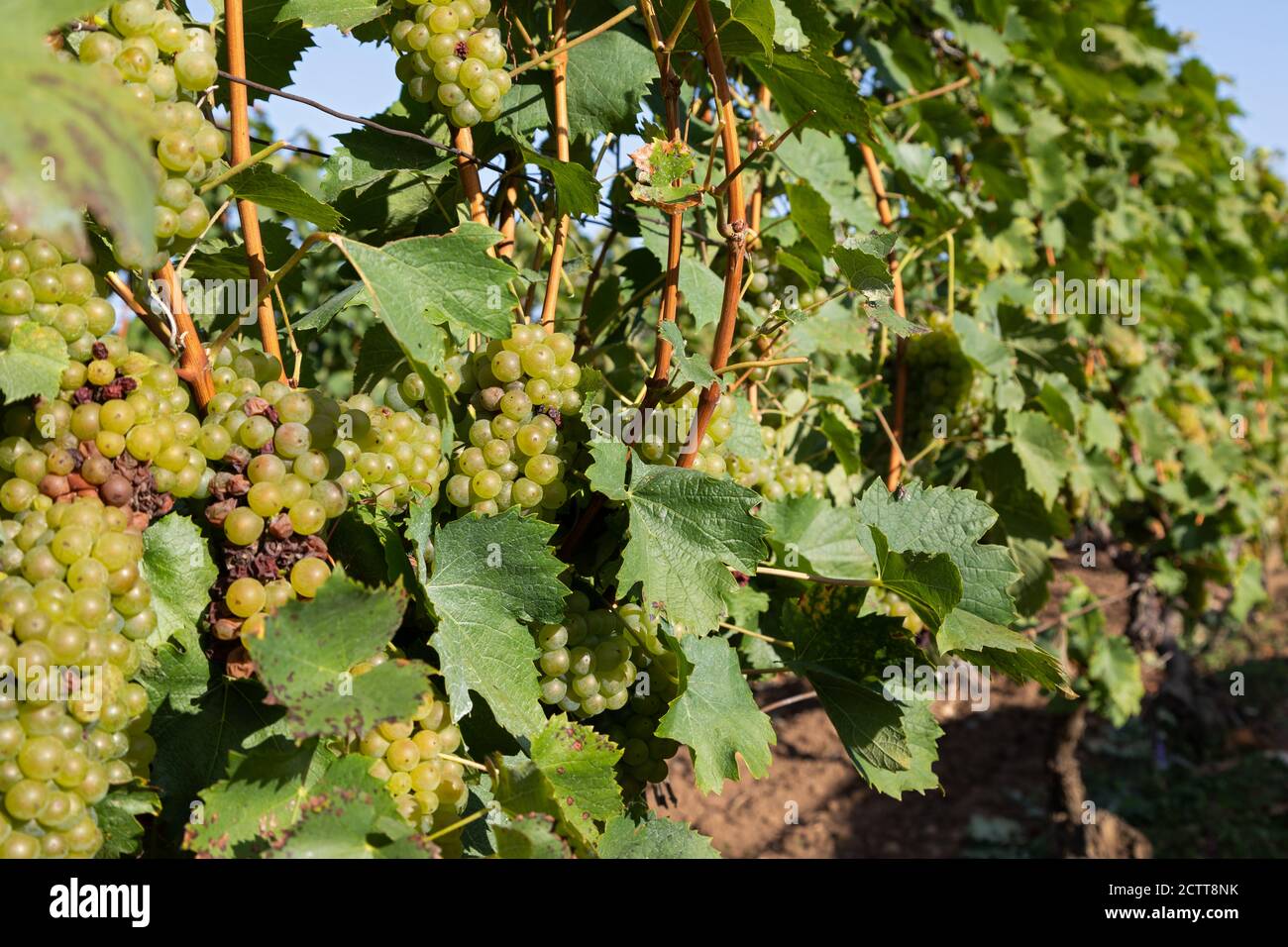 Beautiful picture of vineyards of Ciumbrud, Romania Stock Photo - Alamy