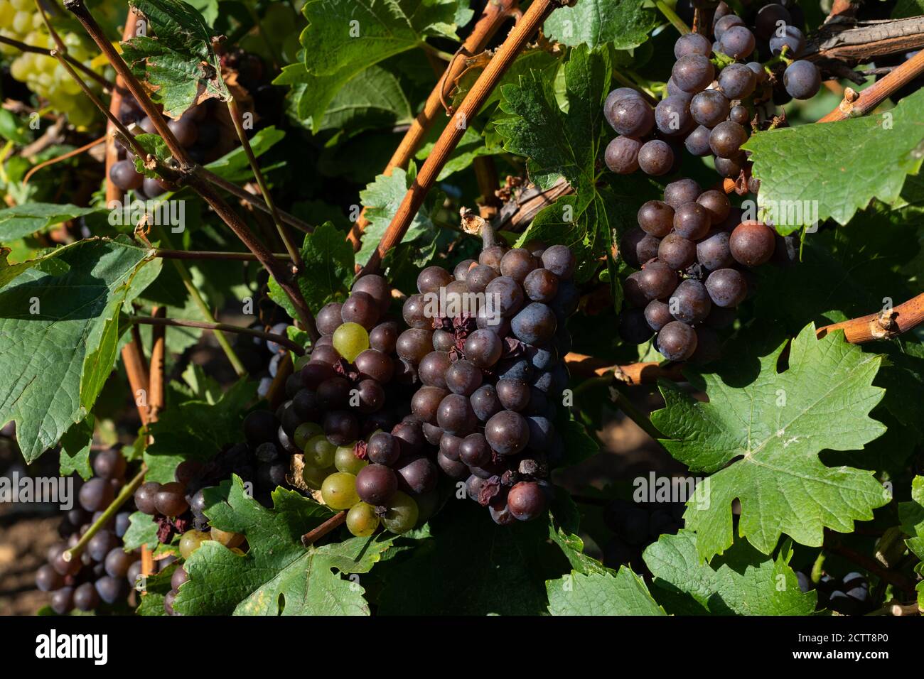 Beautiful picture of vineyards of Ciumbrud, Romania Stock Photo - Alamy
