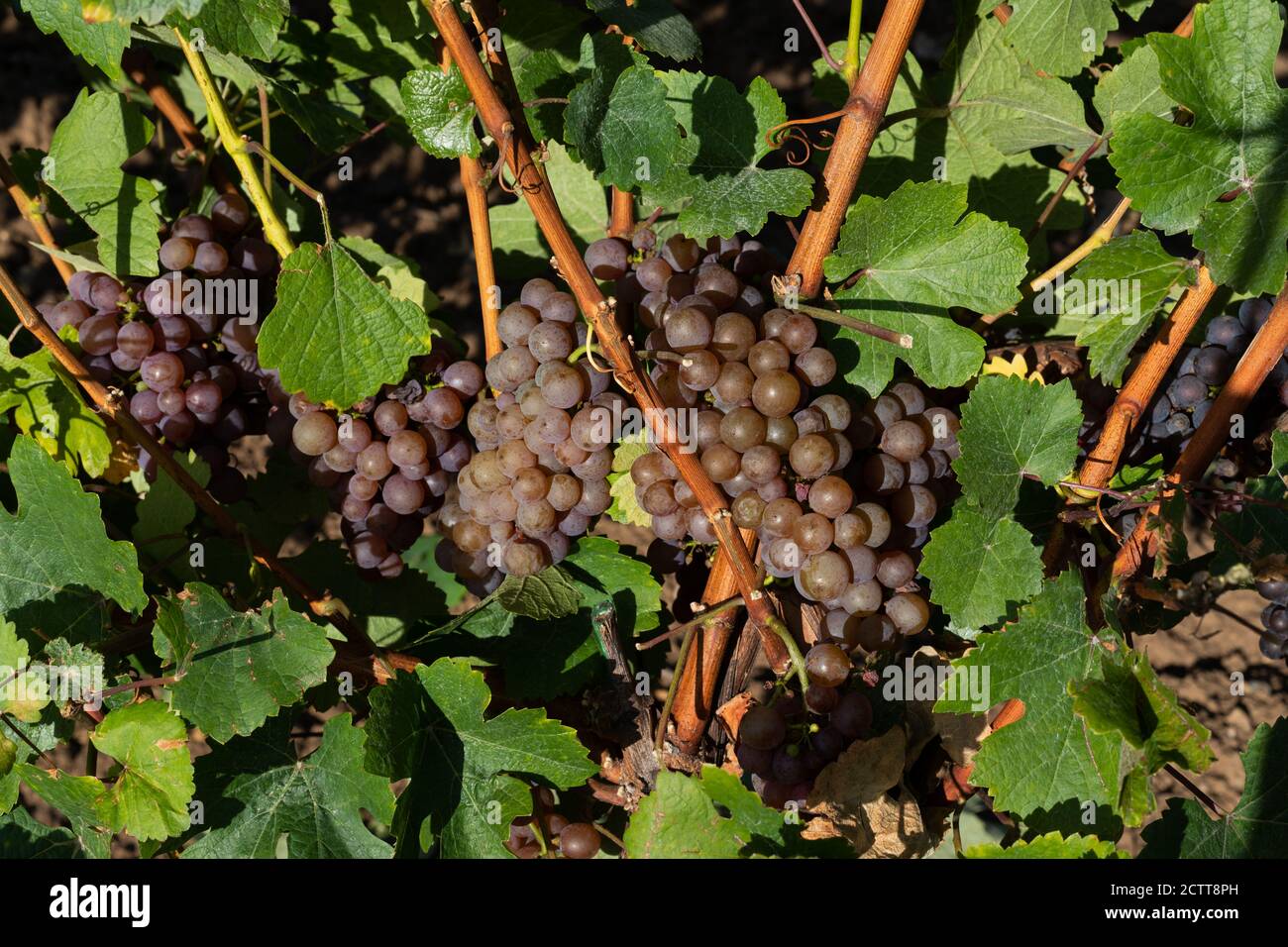 Beautiful picture of vineyards of Ciumbrud, Romania Stock Photo - Alamy