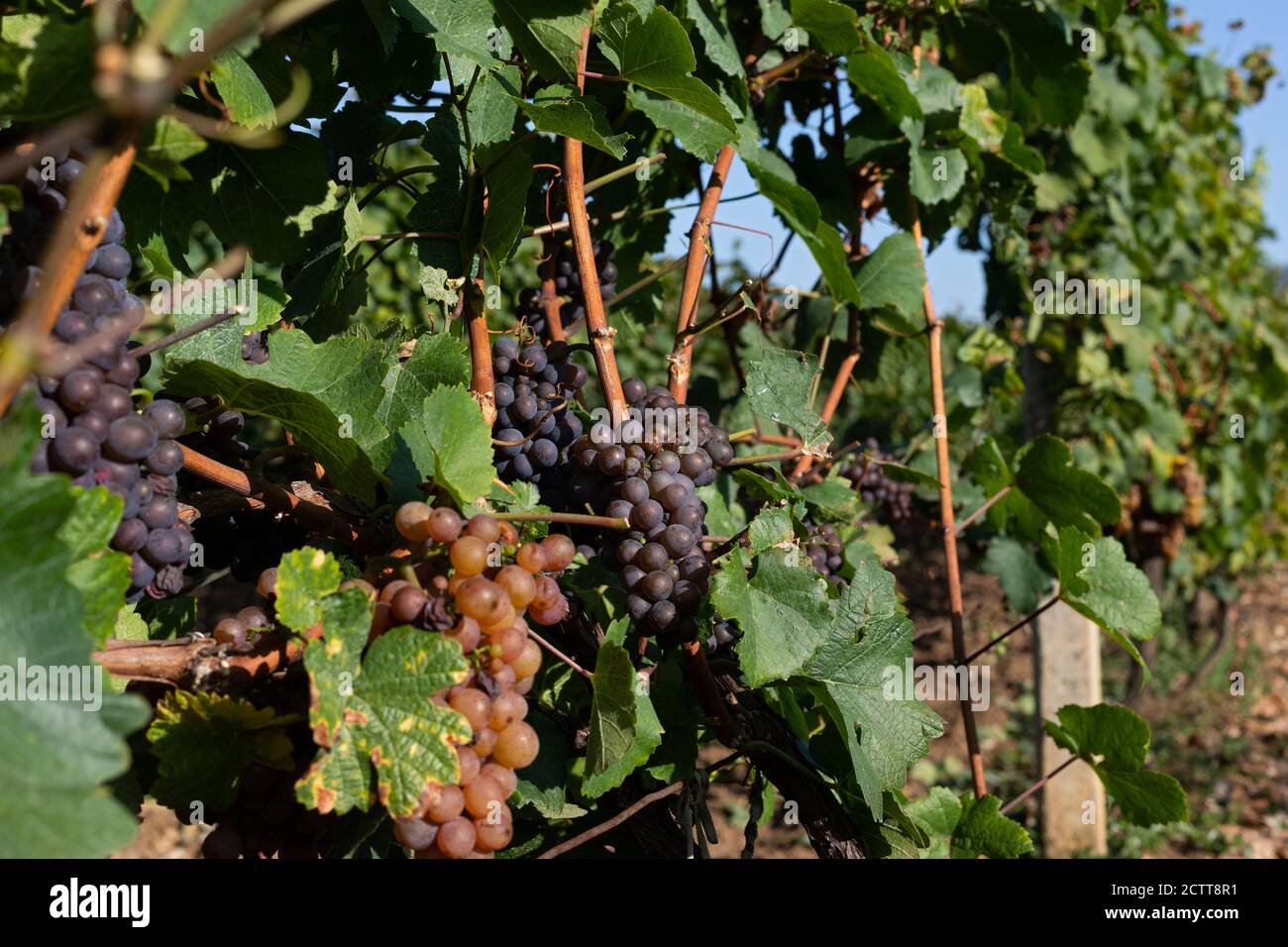 Beautiful picture of vineyards of Ciumbrud, Romania Stock Photo - Alamy