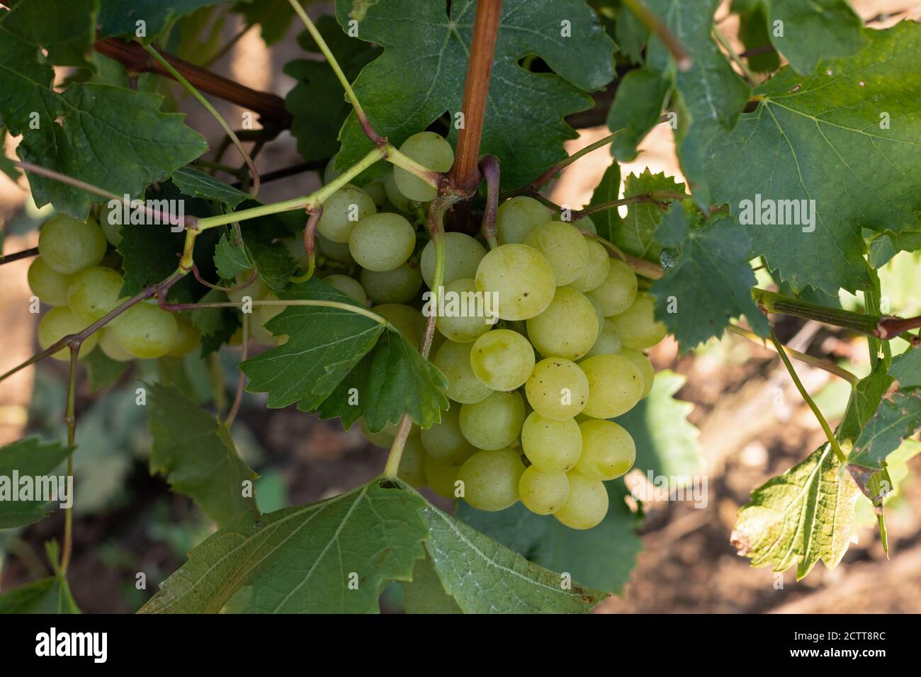 Beautiful picture of vineyards of Ciumbrud, Romania Stock Photo - Alamy