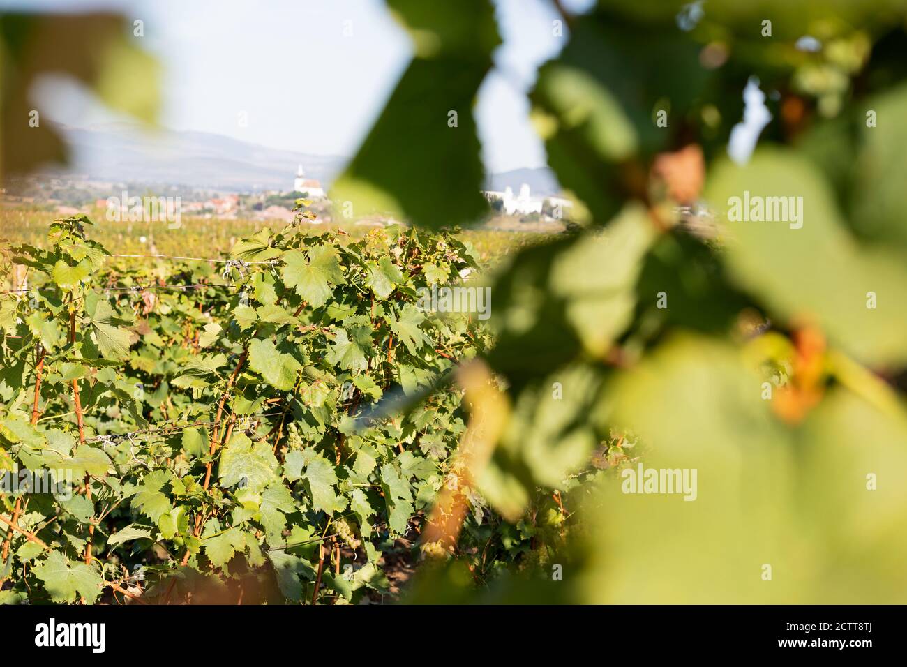 Beautiful picture of vineyards of Ciumbrud, Romania Stock Photo - Alamy