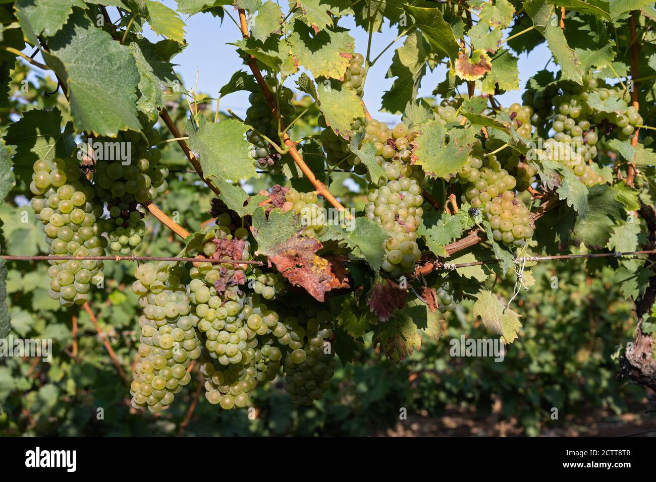 Beautiful picture of vineyards of Ciumbrud, Romania Stock Photo - Alamy