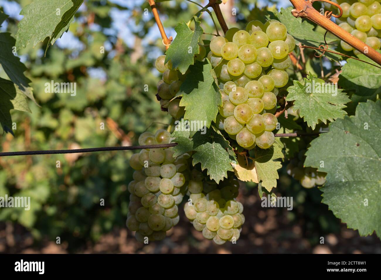 Beautiful picture of vineyards of Ciumbrud, Romania Stock Photo - Alamy