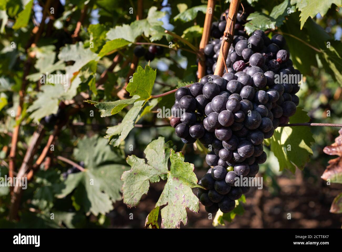 Beautiful picture of vineyards of Ciumbrud, Romania Stock Photo - Alamy