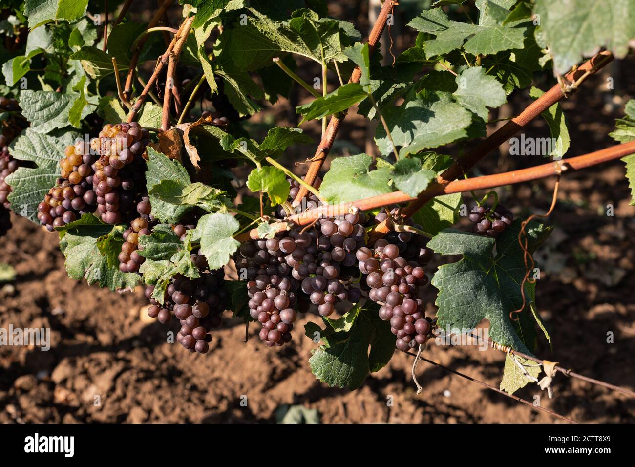 Beautiful picture of vineyards of Ciumbrud, Romania Stock Photo - Alamy