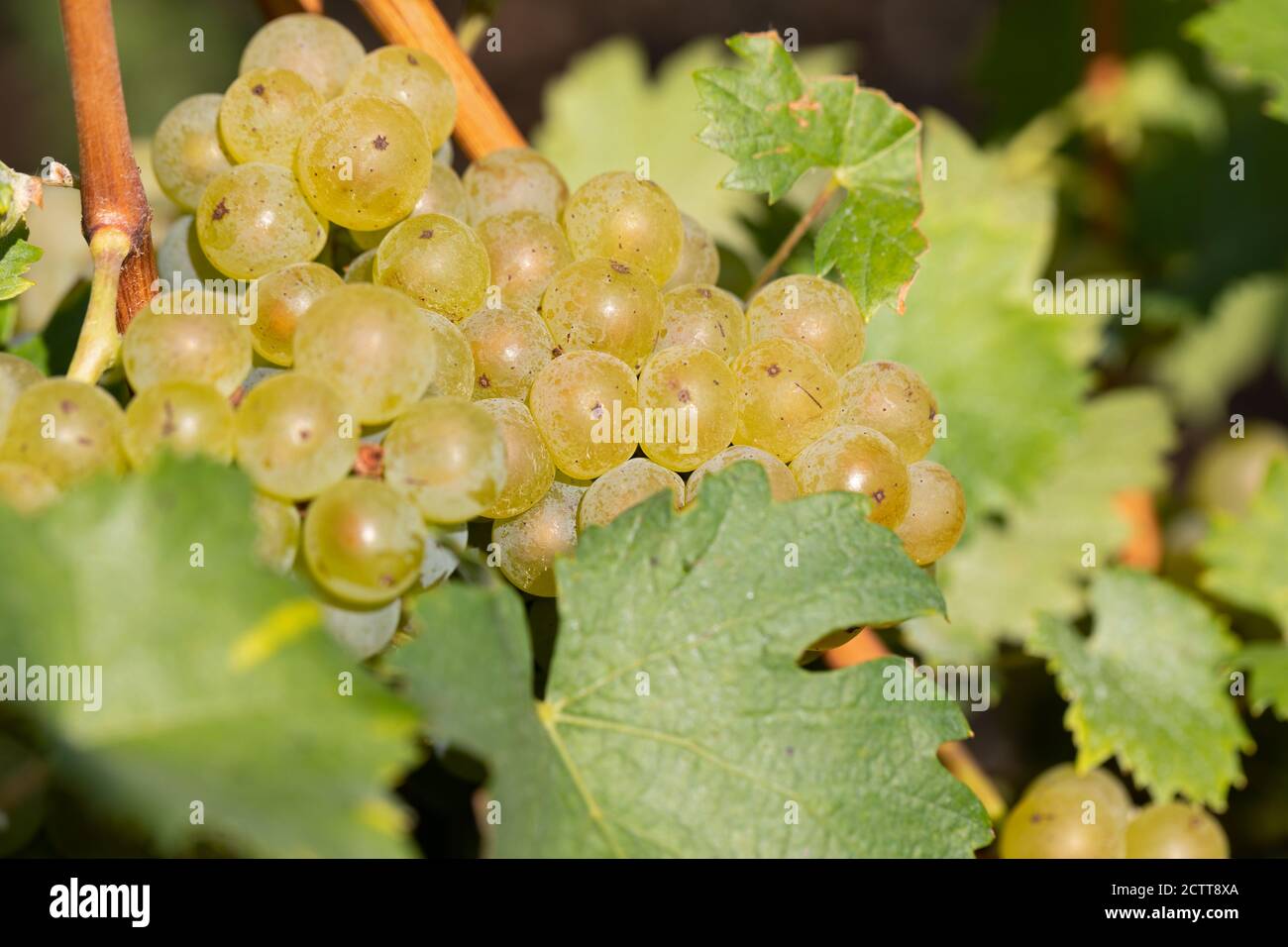 Beautiful picture of vineyards of Ciumbrud, Romania Stock Photo - Alamy