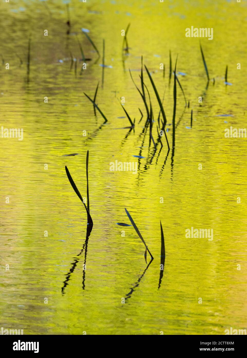 Reflections in pond hi-res stock photography and images - Alamy