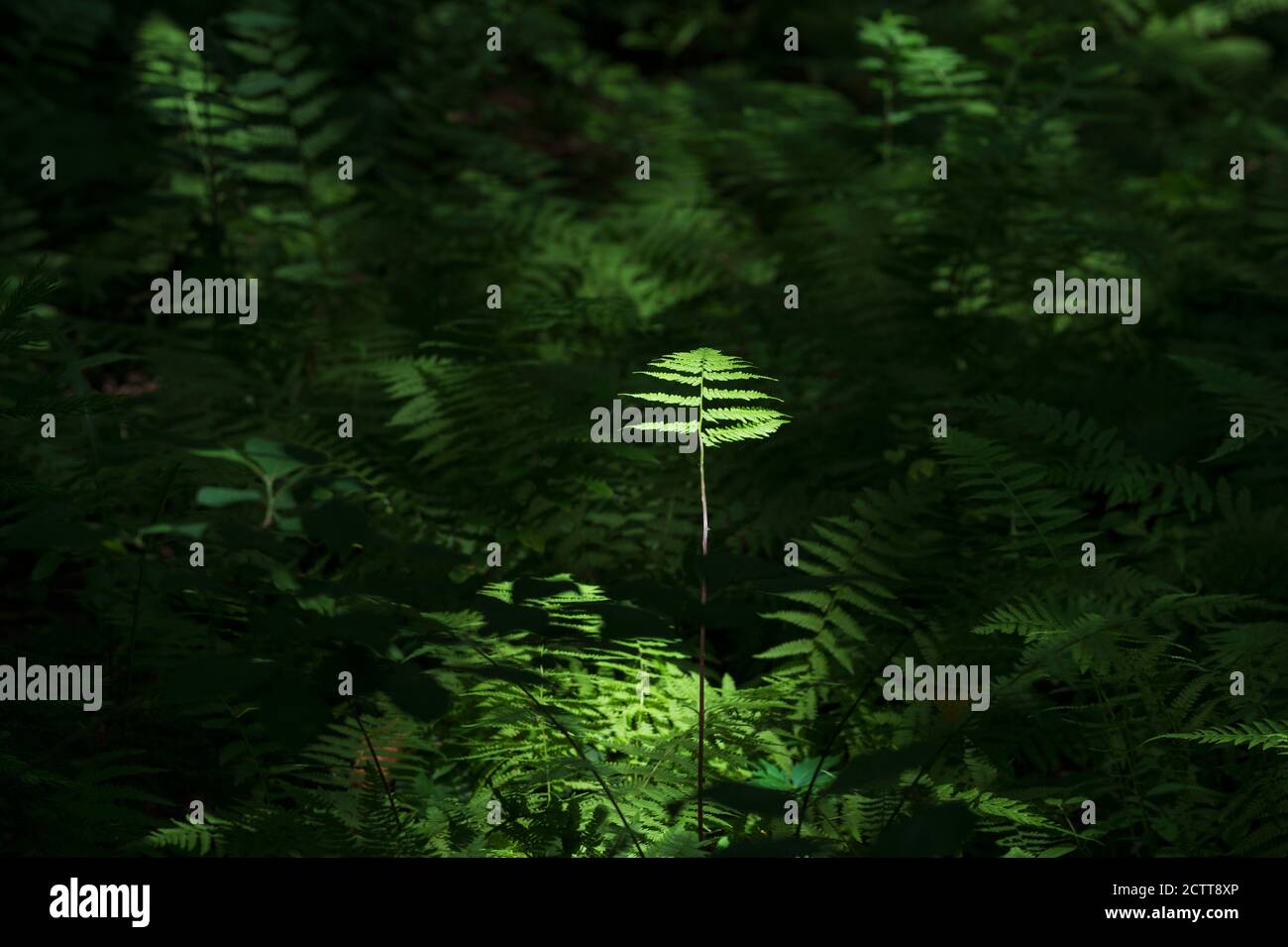 Ball ga hi-res stock photography and images - Alamy