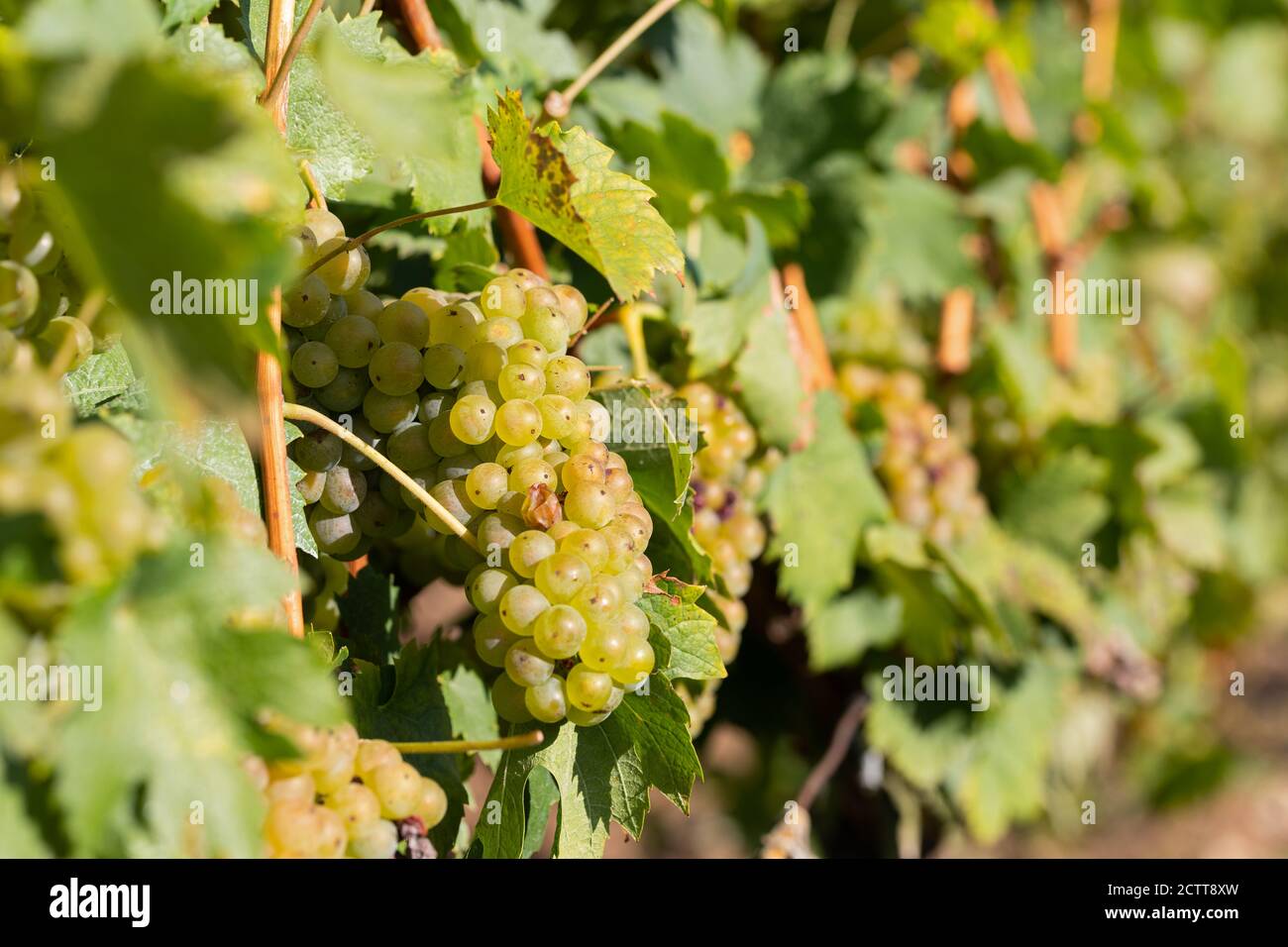 Beautiful picture of vineyards of Ciumbrud, Romania Stock Photo - Alamy