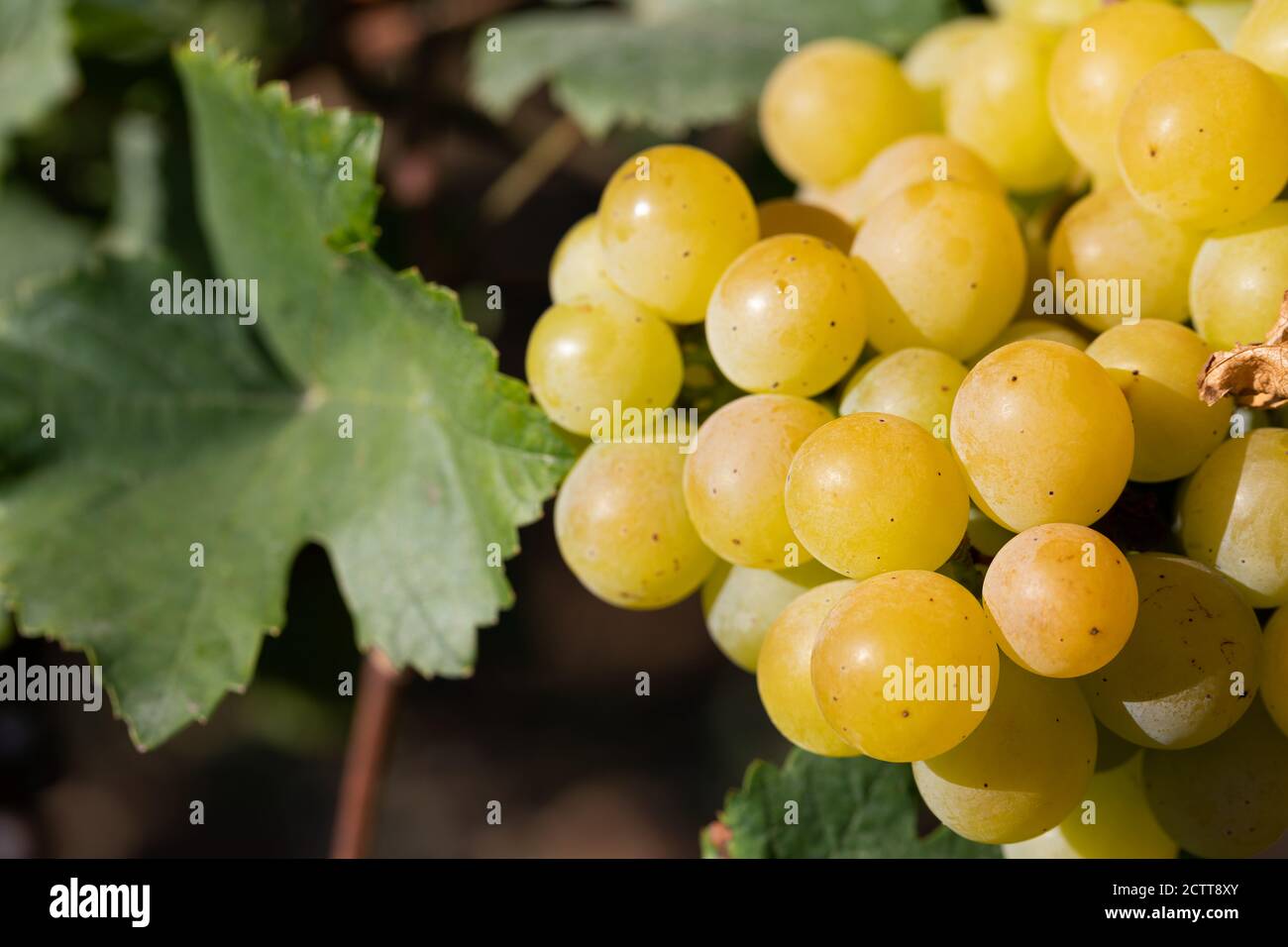 Beautiful picture of vineyards of Ciumbrud, Romania Stock Photo - Alamy