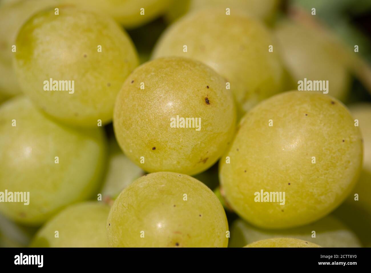 Beautiful picture of vineyards of Ciumbrud, Romania Stock Photo - Alamy