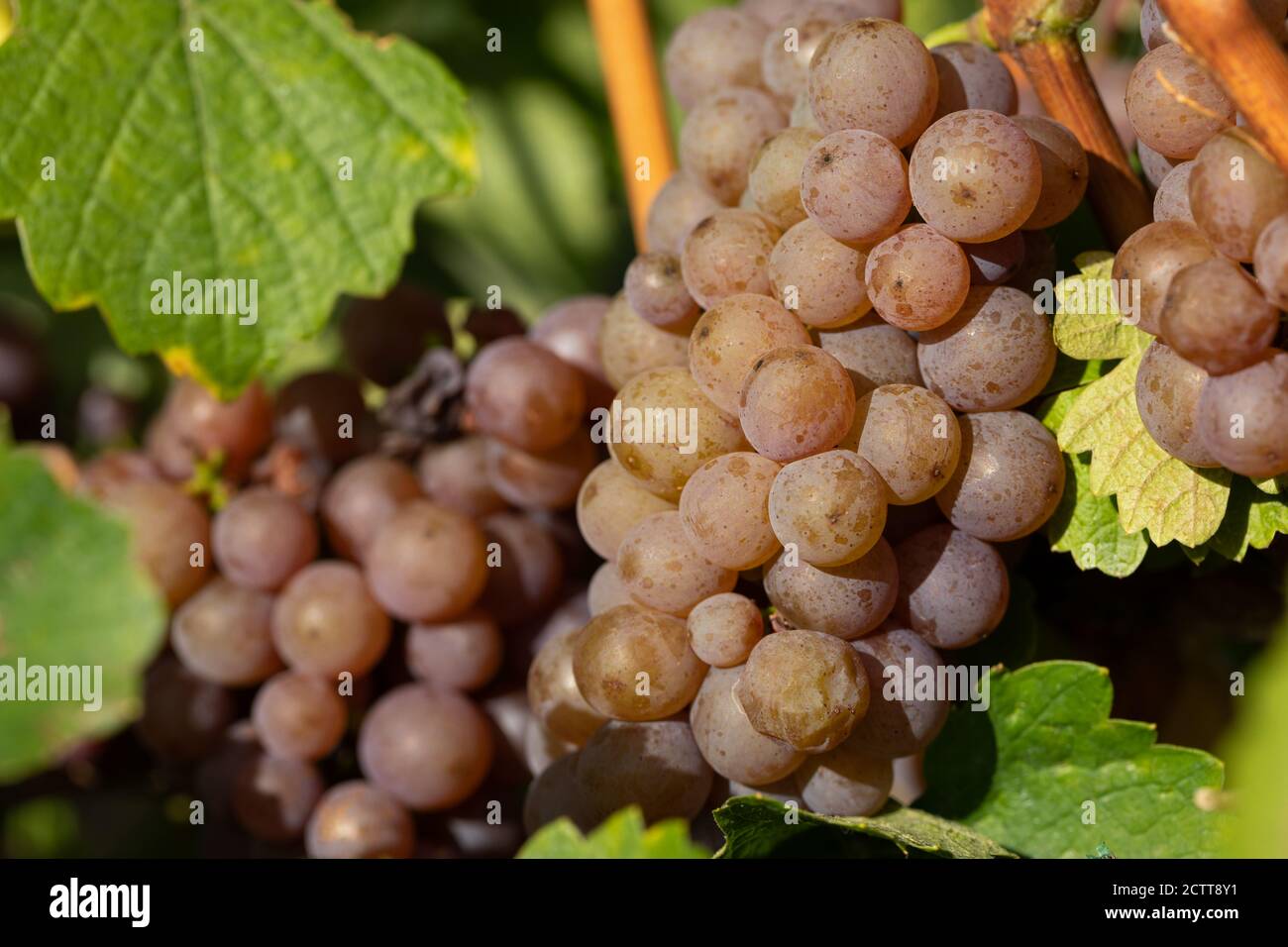 Beautiful picture of vineyards of Ciumbrud, Romania Stock Photo - Alamy