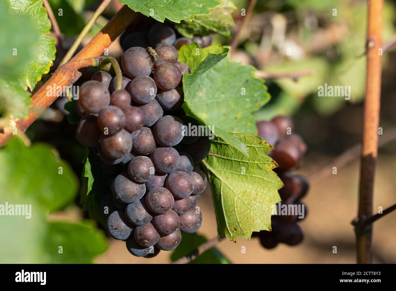 Beautiful picture of vineyards of Ciumbrud, Romania Stock Photo - Alamy