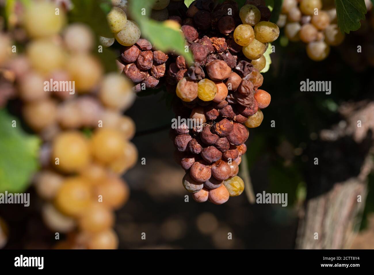 Beautiful picture of vineyards of Ciumbrud, Romania Stock Photo - Alamy