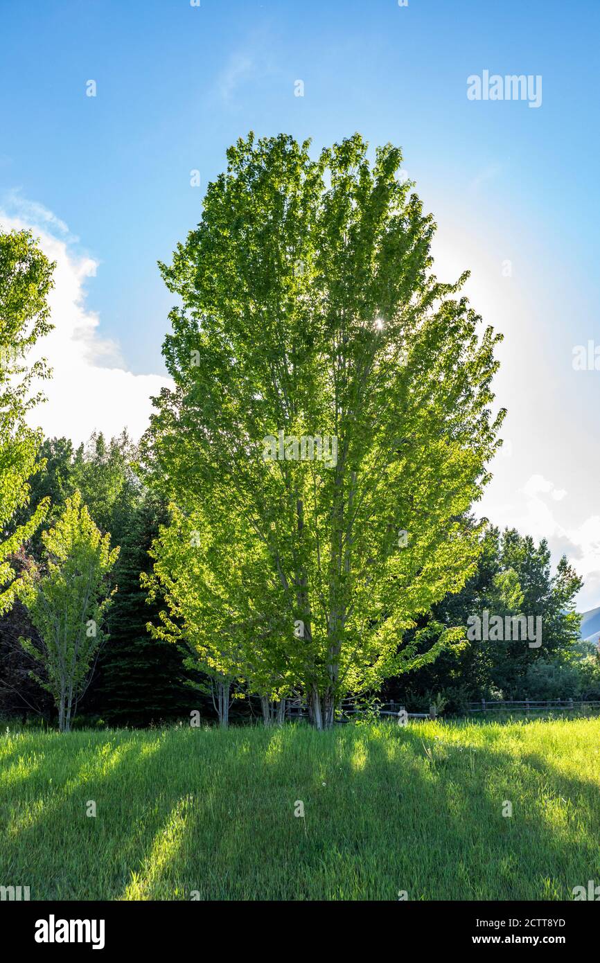 USA, Idaho, Bellevue, Sun shining through green tree growing in field ...