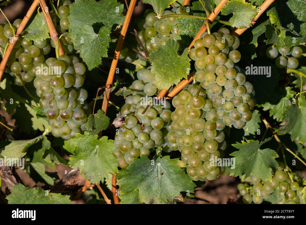 Beautiful picture of vineyards of Ciumbrud, Romania Stock Photo - Alamy