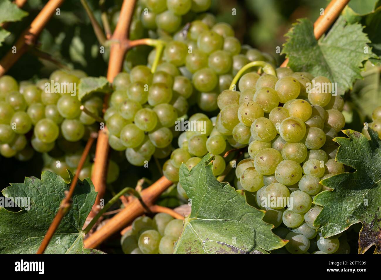 Beautiful picture of vineyards of Ciumbrud, Romania Stock Photo - Alamy