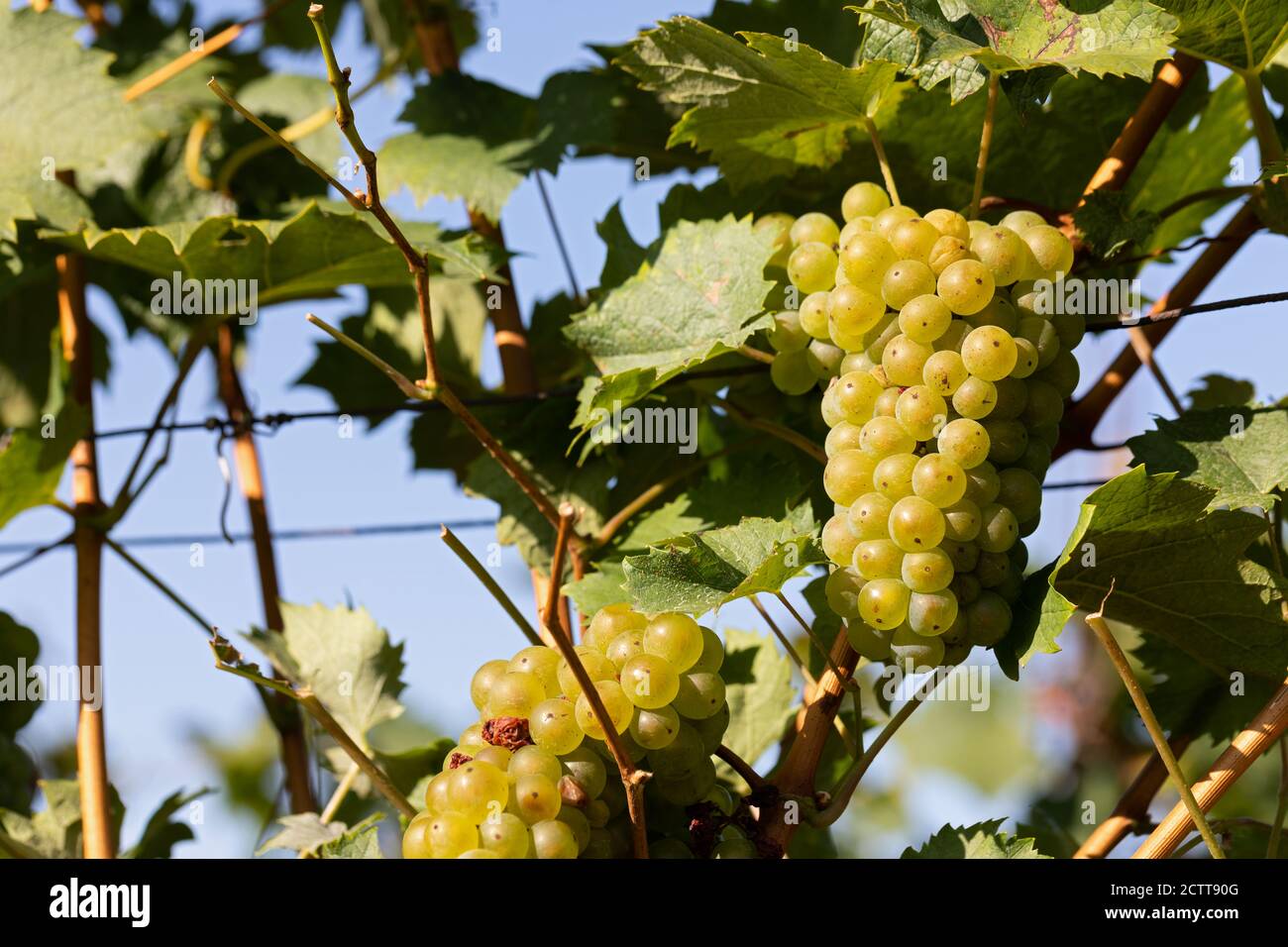 Beautiful picture of vineyards of Ciumbrud, Romania Stock Photo - Alamy