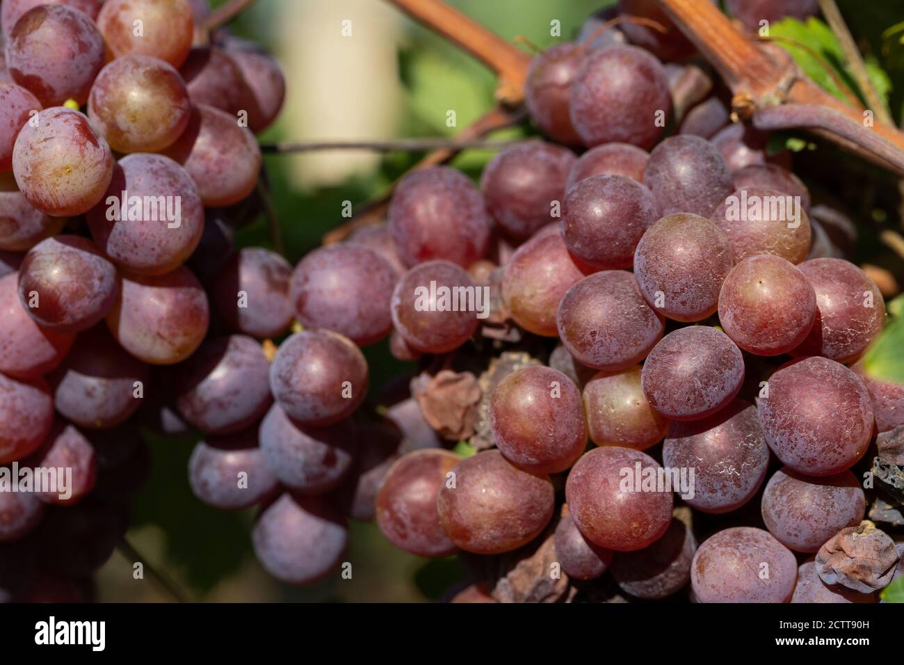 Beautiful picture of vineyards of Ciumbrud, Romania Stock Photo - Alamy