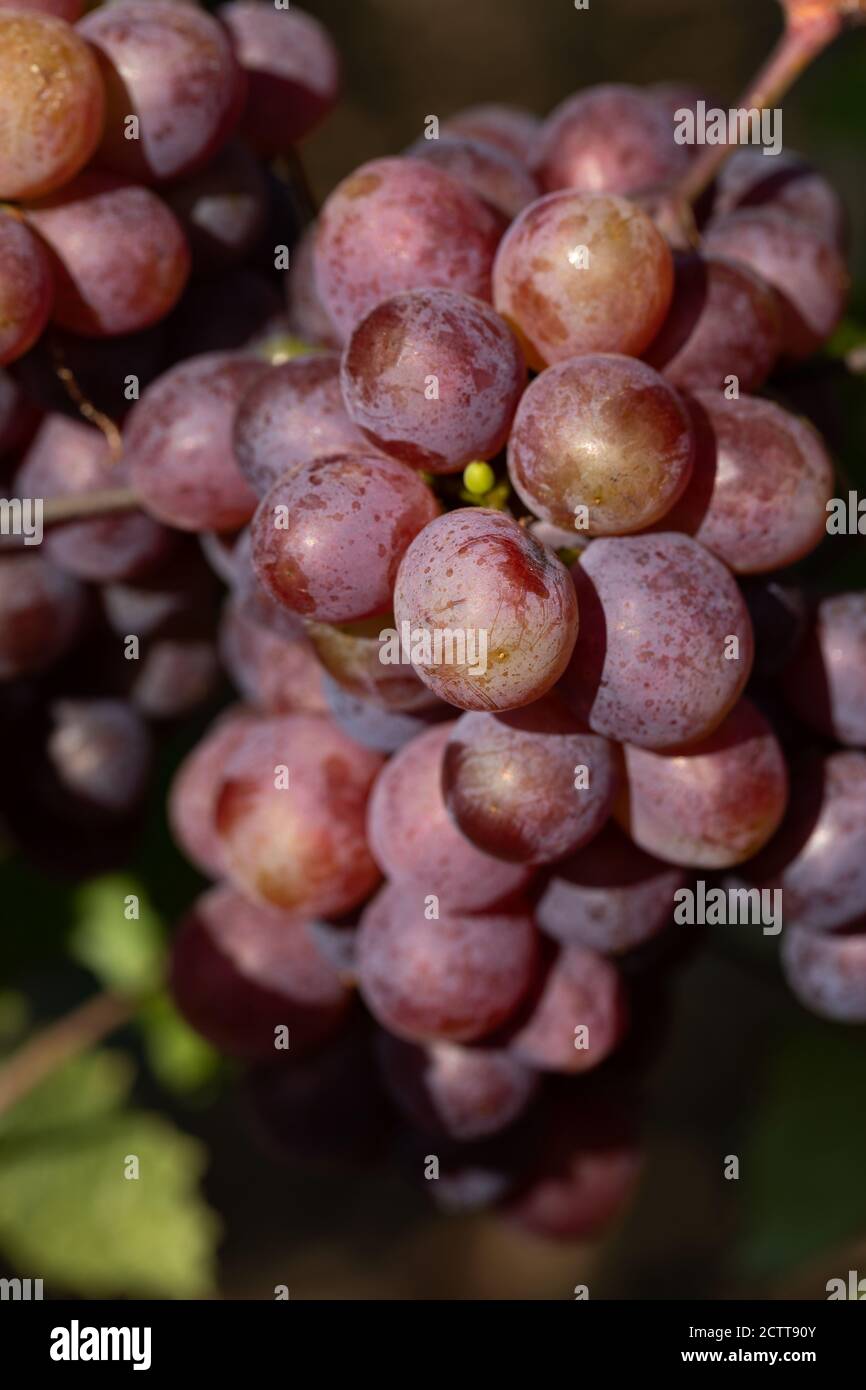 Beautiful picture of vineyards of Ciumbrud, Romania Stock Photo - Alamy