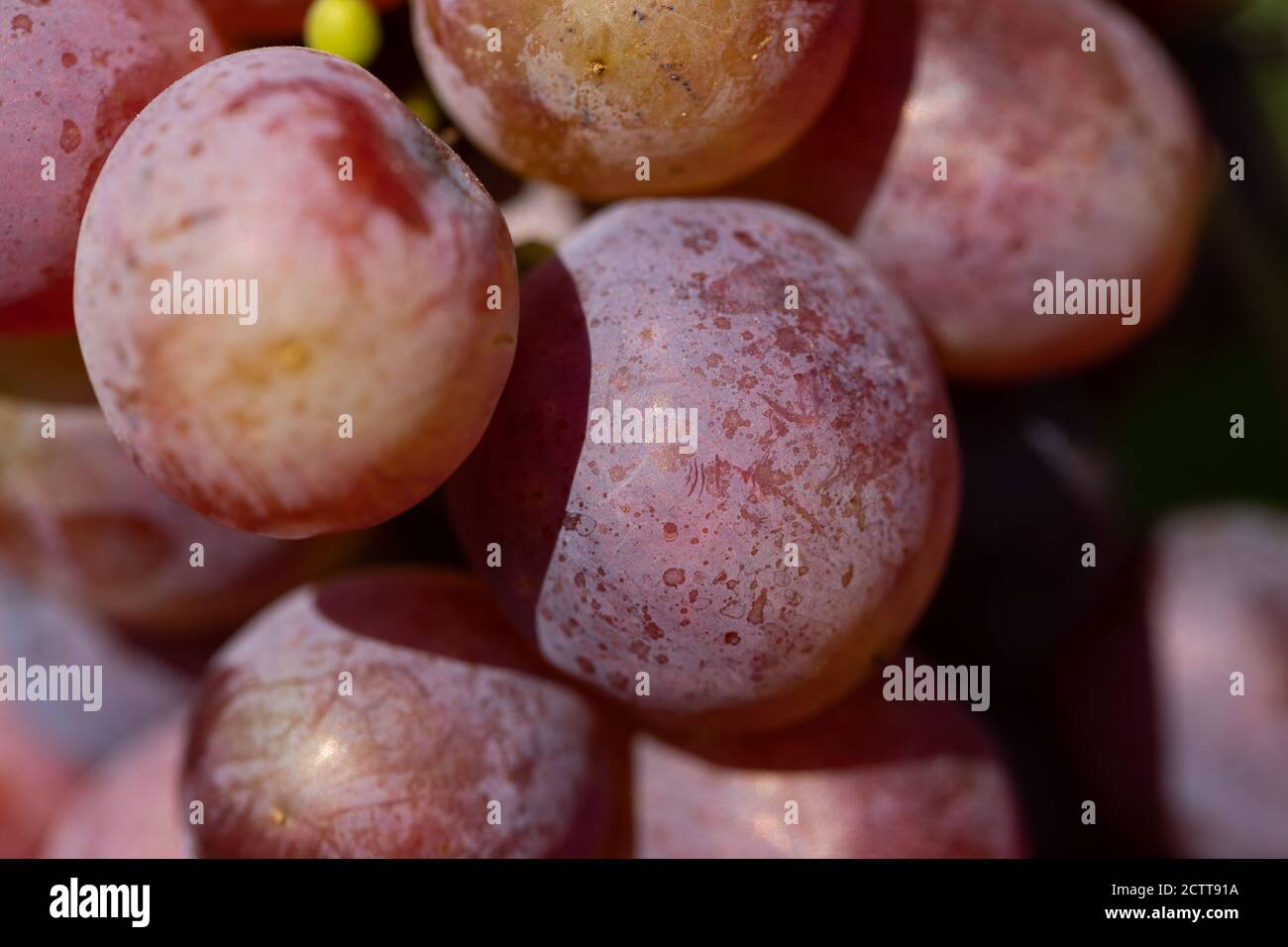 Beautiful picture of vineyards of Ciumbrud, Romania Stock Photo - Alamy