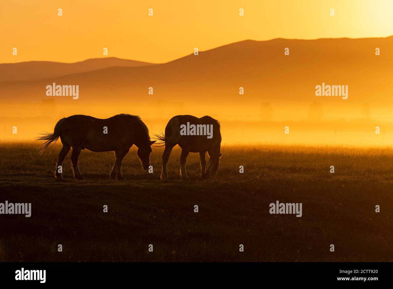 Horse silhouette hi-res stock photography and images - Alamy