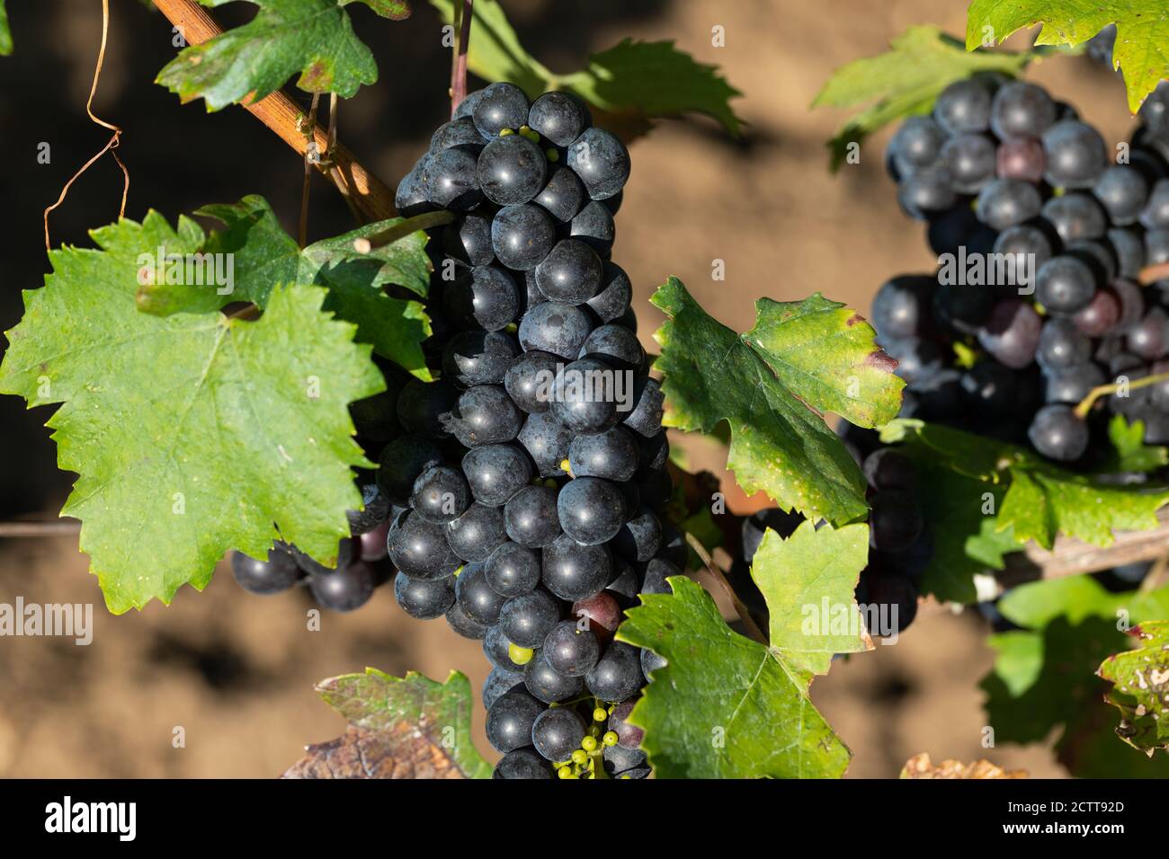 Beautiful picture of vineyards of Ciumbrud, Romania Stock Photo - Alamy