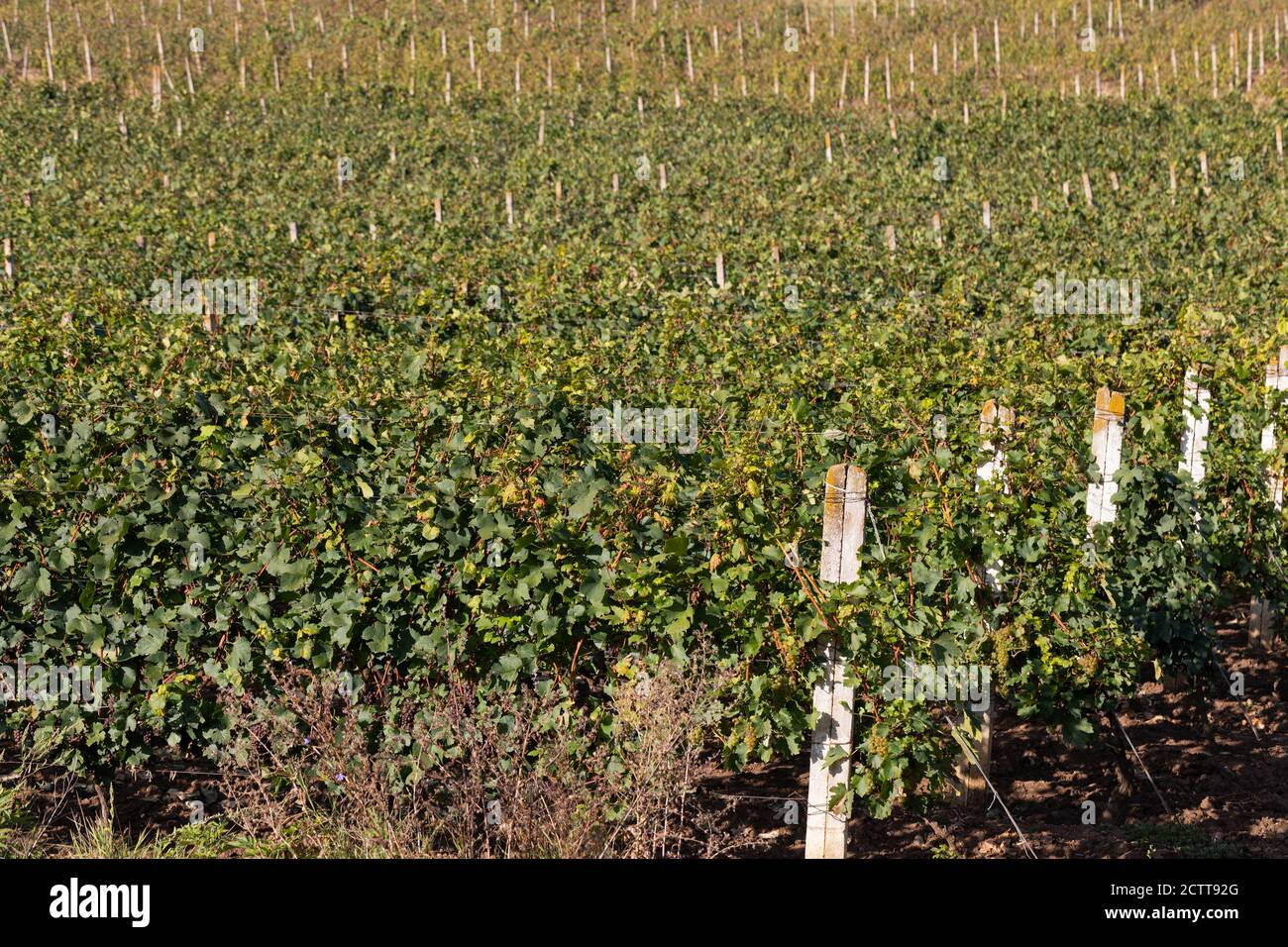 Beautiful picture of vineyards of Ciumbrud, Romania Stock Photo - Alamy