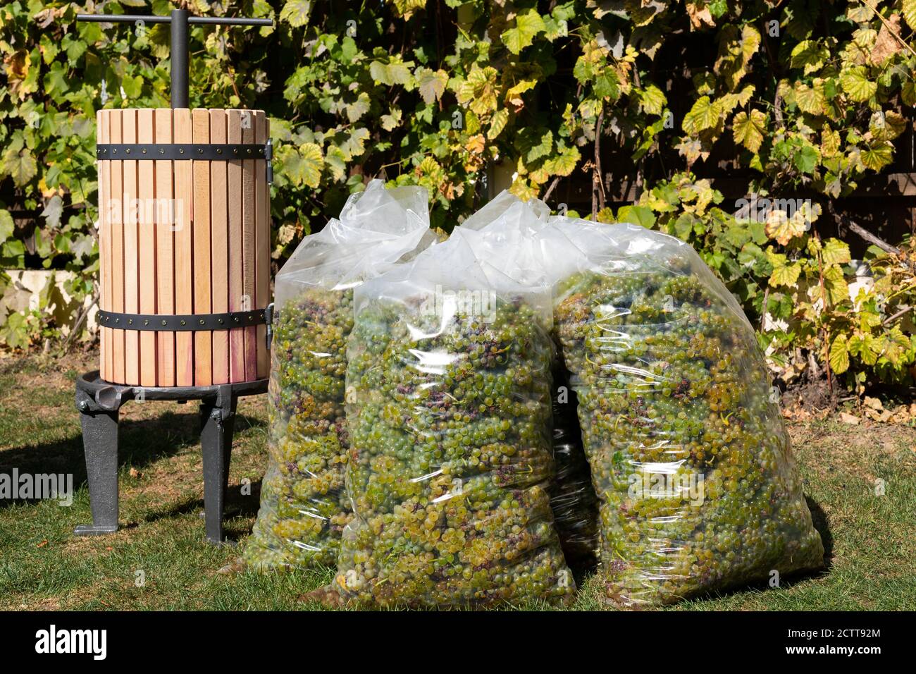 Traditional wine making process: wine press and fresh harvested grapes ...