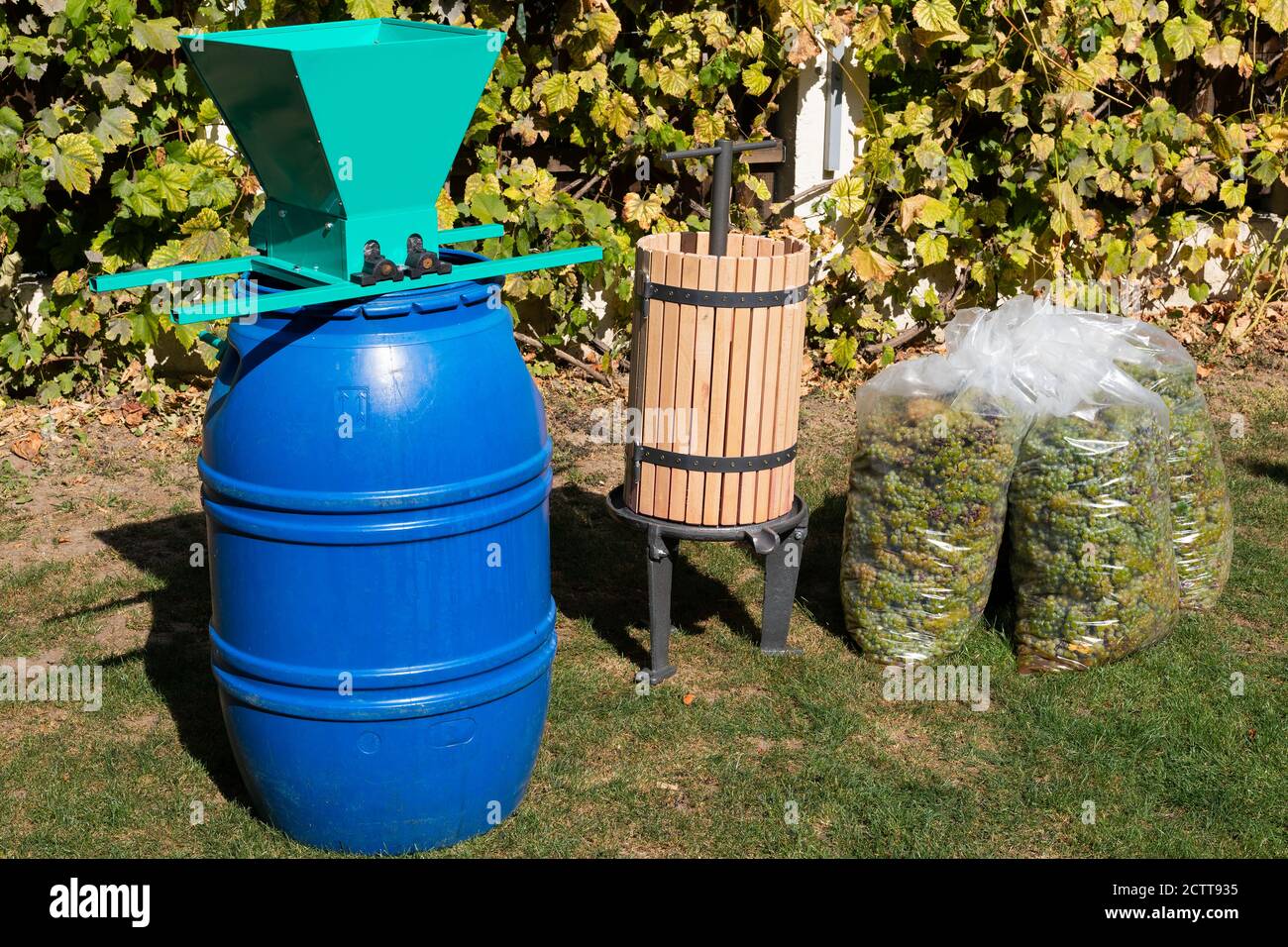 Traditional wine making process: wine press and fresh harvested grapes ...